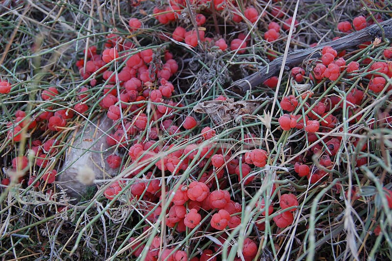 Ephedra Distachya on Gray Grass Stock Photo - Image of remedy, blood ...