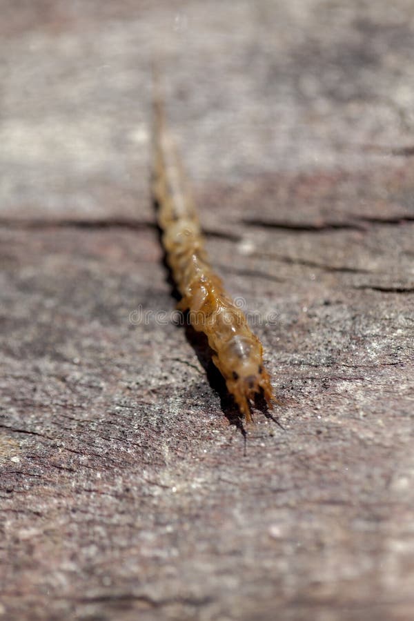 Danica Ephemera Photos - Free & Royalty-Free Stock Photos from Dreamstime