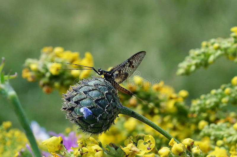 Ephemera insect animal stock image. Image of macro, indoors - 85486511