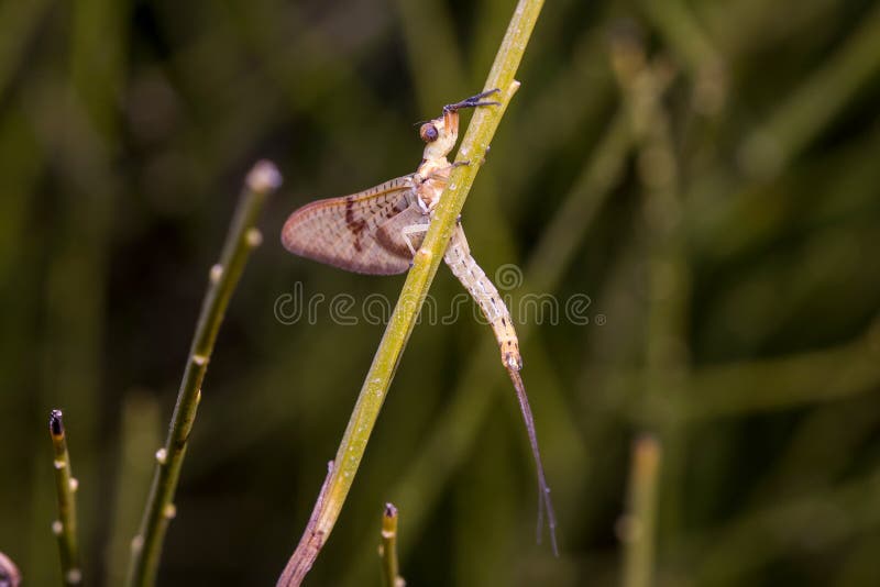 Ephemera Lineata Mayfly Posed on a Twig Under the Sun Stock Image ...