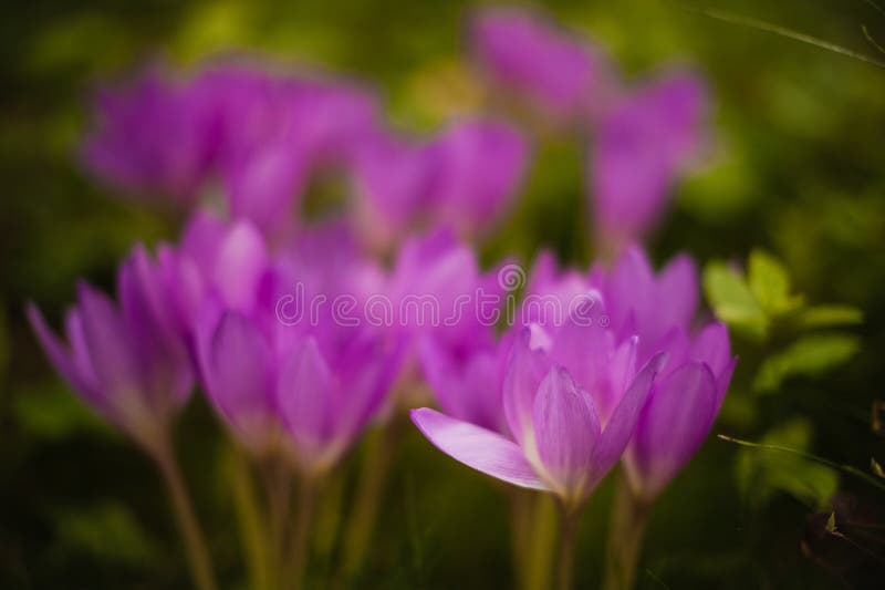 Ephemeral Elegance: Crocus Flowers in Spring Bloom Stock Photo - Image ...