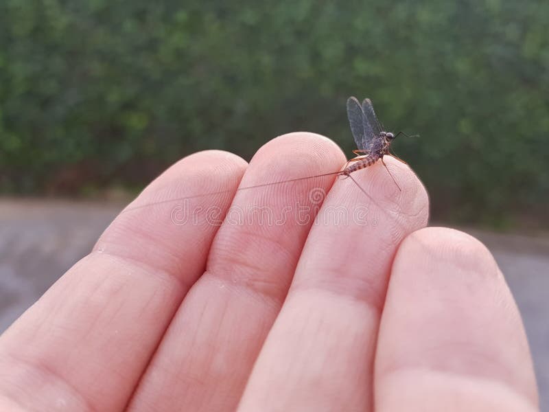 An Ephemeral Fly Perched on the Fingers of One Hand before Taking ...