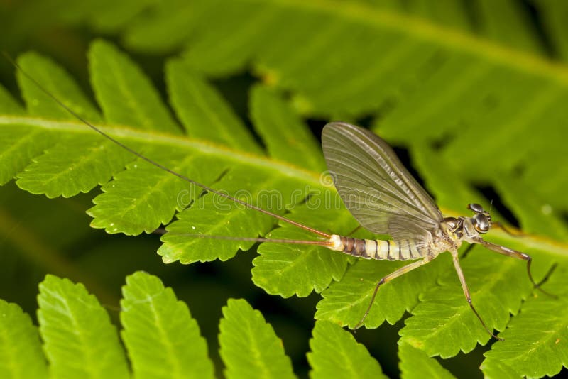 Efímeras. foto de archivo. Imagen de primer, manchado - 35451940