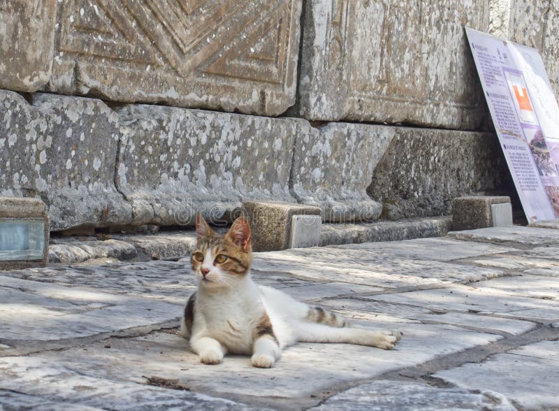 Chat grec image stock. Image du greece, chat, île, corfu - 3224881