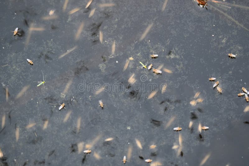 Ephydridae or Shore Flies.on Water Surface. Stock Photo - Image of ...