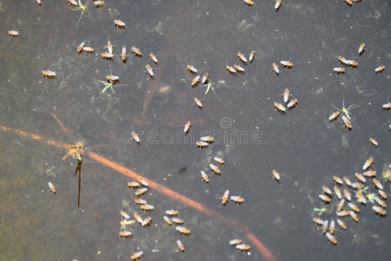 Ephydridae or Shore Flies.on Water Surface. Stock Photo - Image of ...