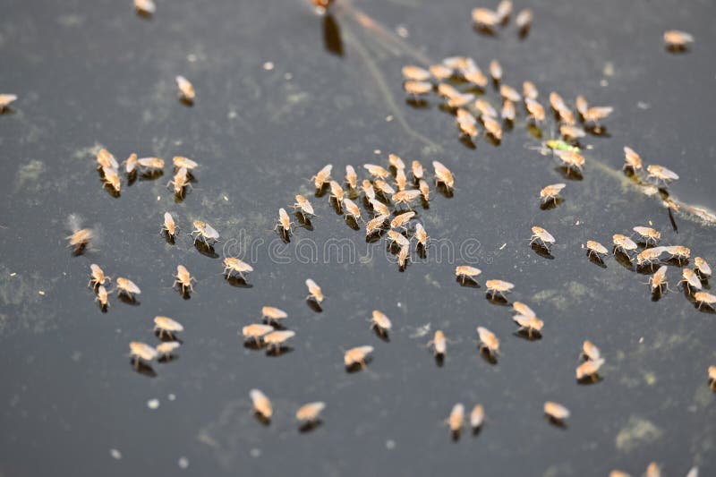 Ephydridae or Shore Flies.on Water Surface. Stock Image - Image of ...