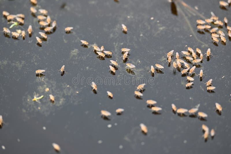 Ephydridae or Shore Flies.on Water Surface. Stock Photo - Image of ...