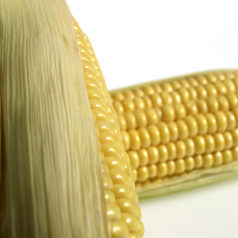 Epi de mais stock photo. Image of corn, indoors, mays - 172801852