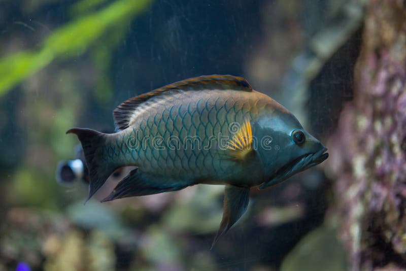 Epibulus Insidiator Del Labro Comune Di Slingjaw Immagine Stock ...