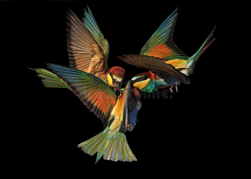 Epic Battle Exotic Birds Isolated on Black Stock Photo - Image of ...