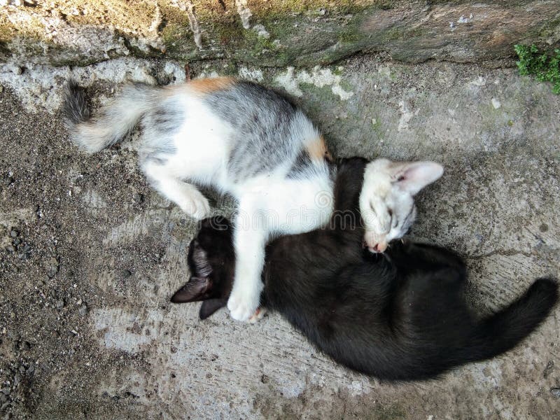 An Epic Battle between Two Brothers Stock Image - Image of catsfighting ...