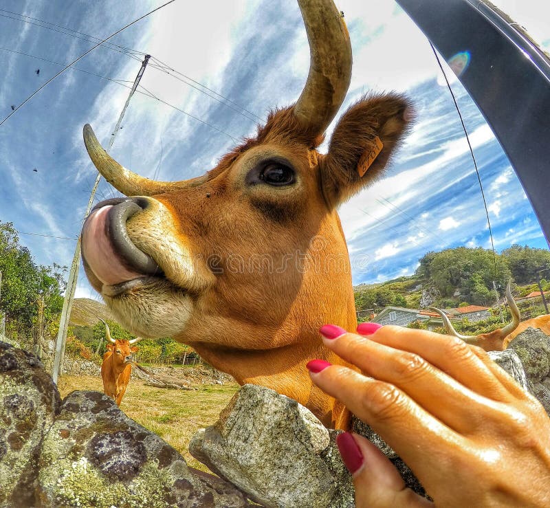 Epic cow stock image. Image of lovely, amazing, epic - 79071611