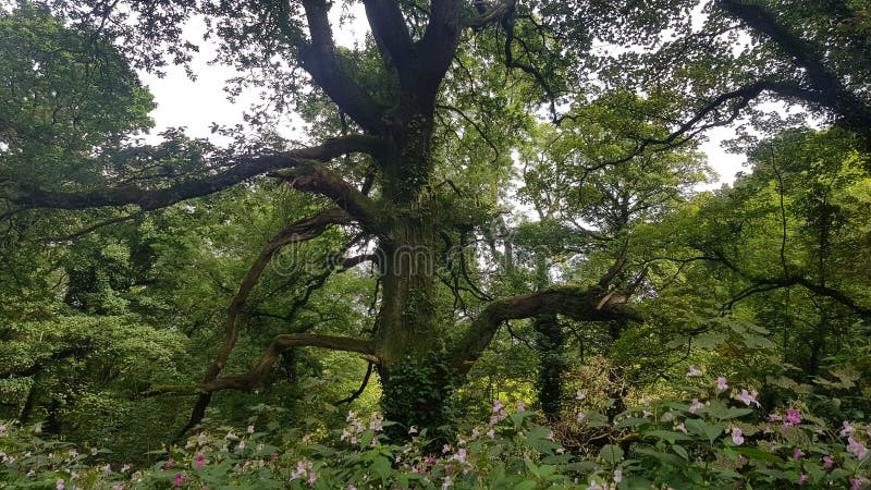 Epic Creepy Tree Forest Woods Walk Stock Image - Image of tree, woods ...