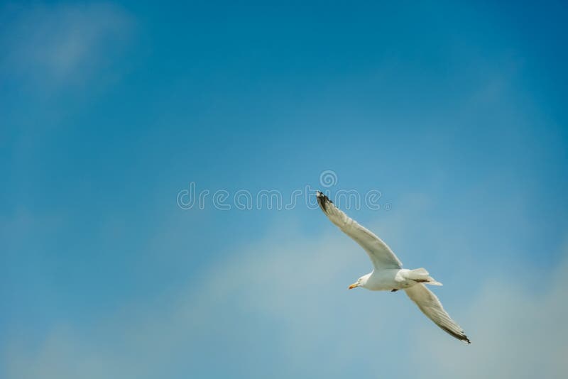 Epic fly of a seagull stock image. Image of ocean, alone - 58831843