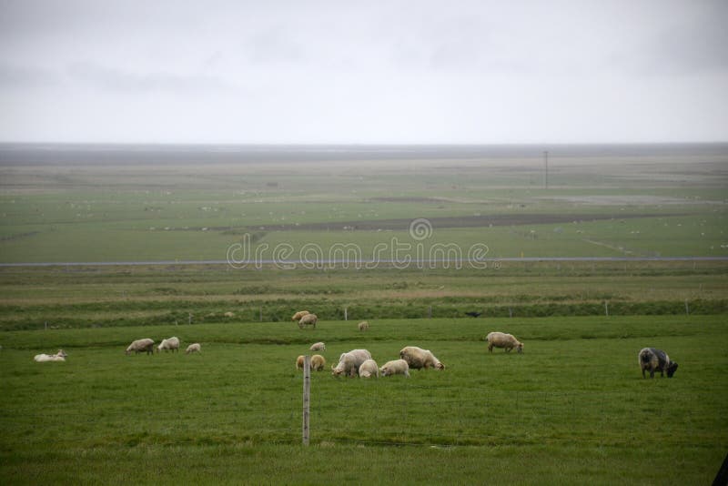223 Epic Sheep Stock Photos - Free & Royalty-Free Stock Photos from ...