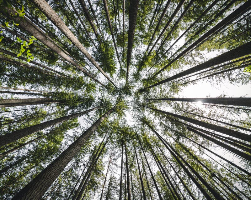 Epic Nature Background Angle Staring Up at Trees Stock Image - Image of ...