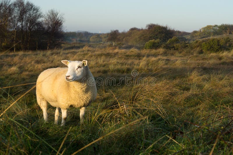Epic sheep stock image. Image of warm, sheep, world, animal - 46956097