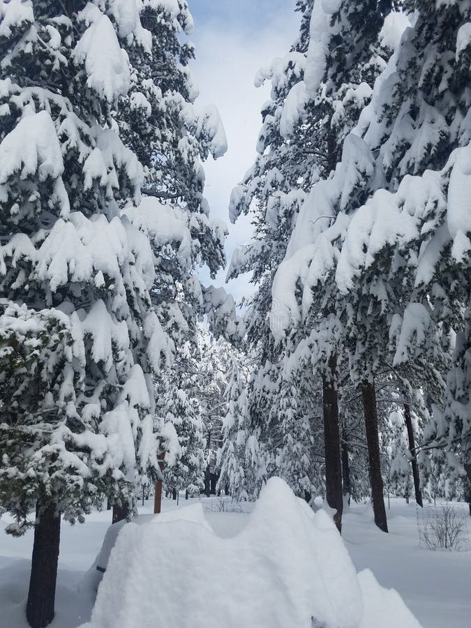 Epic Snowfall Weighing Down the Pine Trees Stock Image - Image of ...