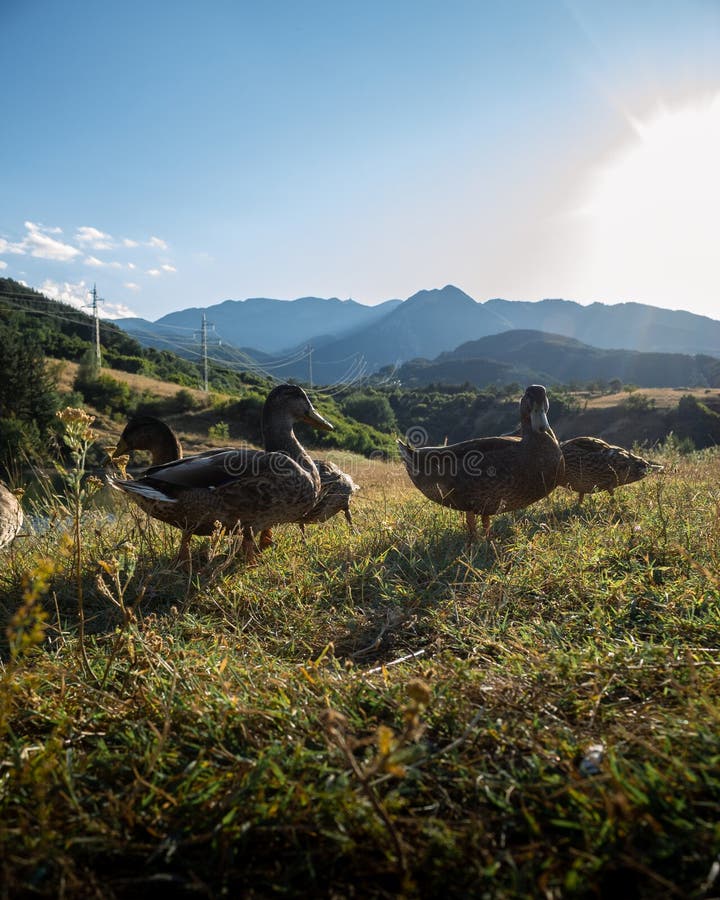Portrait of a Ducks with Sunny Background. Stock Photo - Image of ...