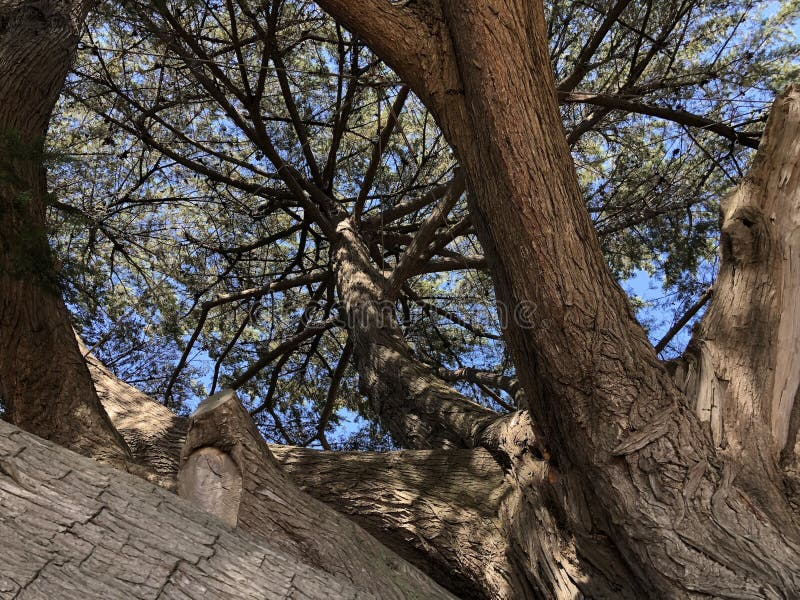 Epic Tree stock photo. Image of epic, tooradin, tree - 107156278