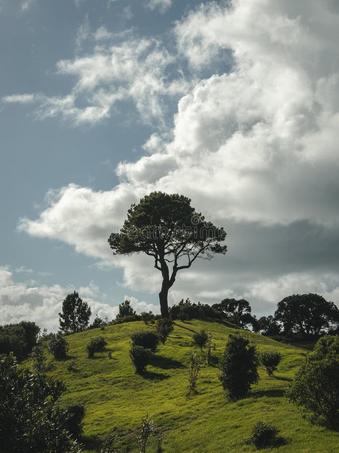 Epic Tree at the Top of a Green Beautiful Hill Stock Photo - Image of ...
