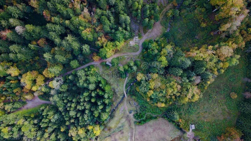 Forest from above stock image. Image of tree, epic, trees - 102150949