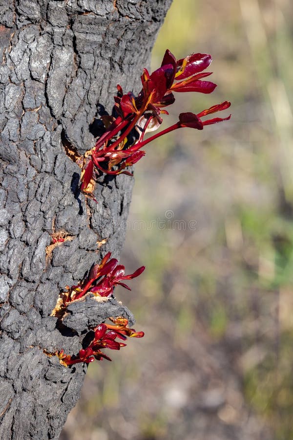 Epicormic growth stock photo. Image of australia, growth - 223469012