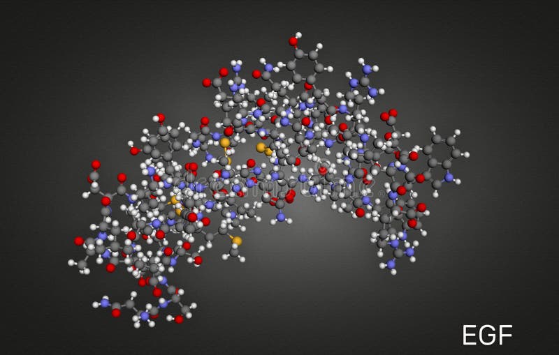Epidermal Growth Factor , EGF Protein Molecule. it is Stimulates Cell ...