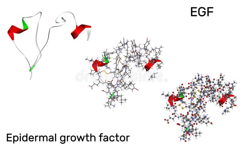 Epidermal Growth Factor EGF Signaling Protein Molecule. Atoms are ...