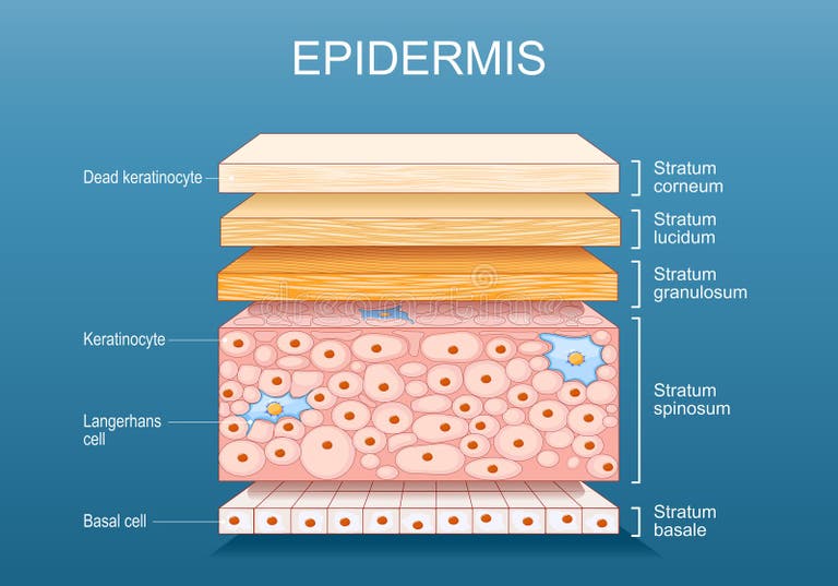 Skin Anatomy Layers Stock Illustrations 921 Skin Anatomy Layers Stock