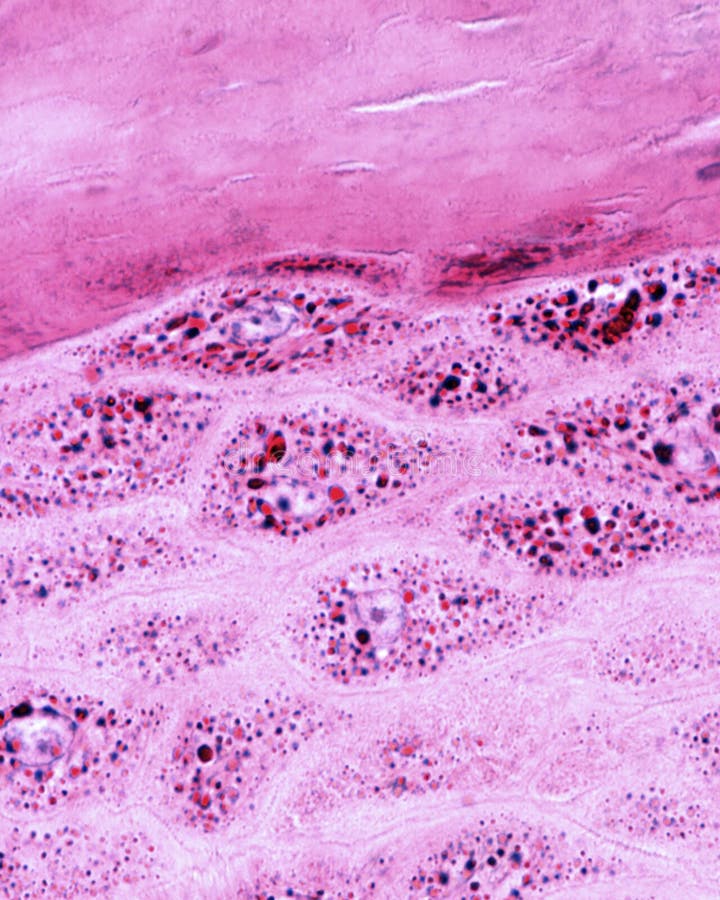 Epidermis. Granular layer stock image. Image of keratohyalin - 231124733
