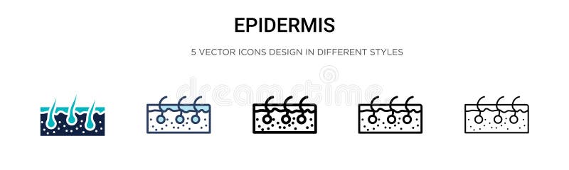 Epidermis Icon in Filled, Thin Line, Outline and Stroke Style. Vector Illustration of Two ...