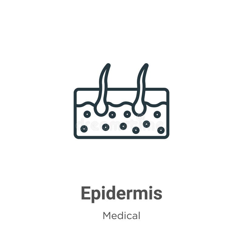 Dermis Icon in Filled, Thin Line, Outline and Stroke Style. Vector ...