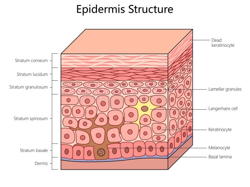 Skin Epidermis Layer Structure Diagram Medical Stock Illustration ...