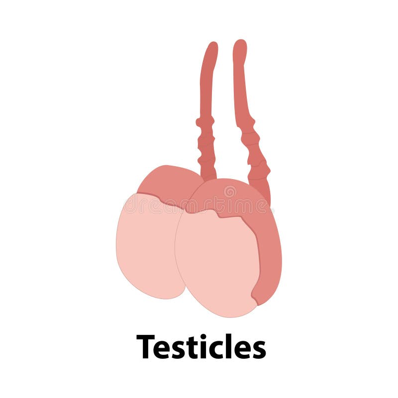 Epididymitis Is Inflammation Of The Epididymis Of The Testicle