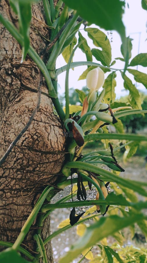 Epifit Plan stock photo. Image of shrub, wildlife, plant - 269713234