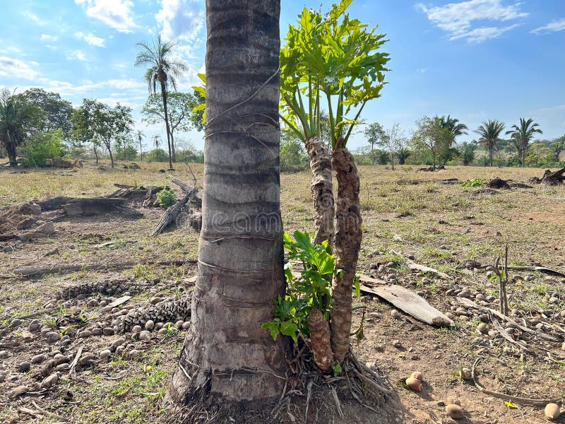 Epifit Plant Based on Babaçu (Attalea Ssp.) Stock Photo - Image of ...