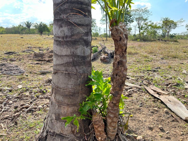 Epifit Plant Based on Babaçu (Attalea Ssp.) Stock Photo - Image of ...