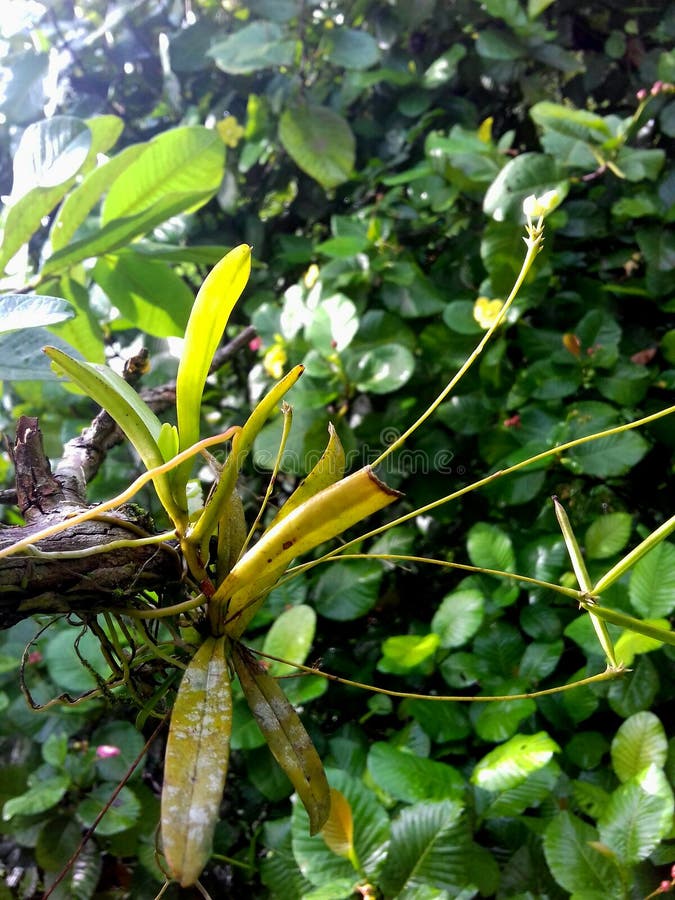 immagini di riserva di Epifite - la sovranità di download 251 libera le ...