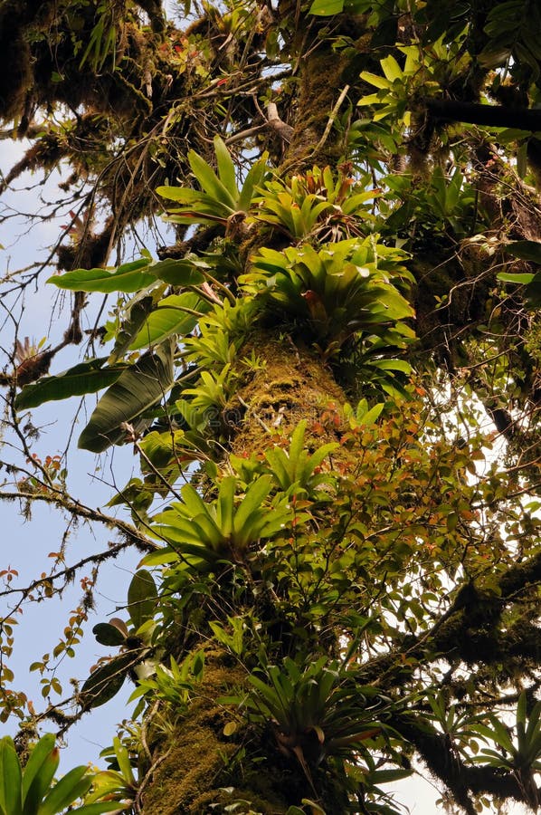 immagini di riserva di Epifite - la sovranità di download 251 libera le ...