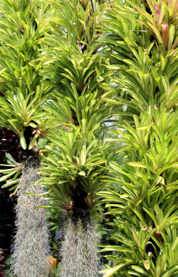 immagini di riserva di Epifite - la sovranità di download 251 libera le ...