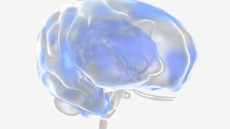 Epileptic Seizure Caused by Abnormal Electrical Activity in Brain Stock ...