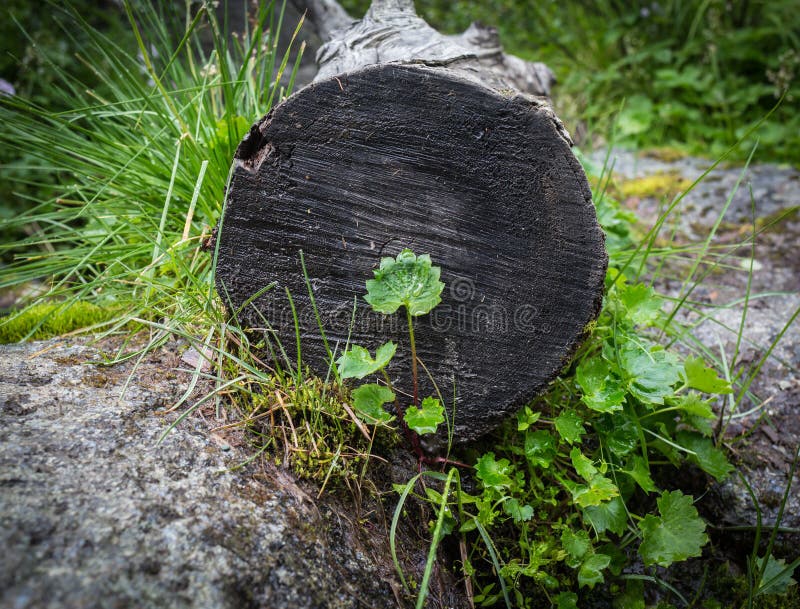 Epilithic fern composition stock image. Image of grey - 95987713