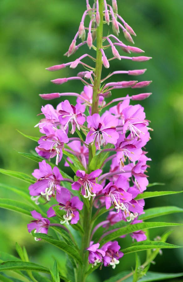 Epilobium Angustifolium Blooms in Nature in Summer Stock Photo - Image ...