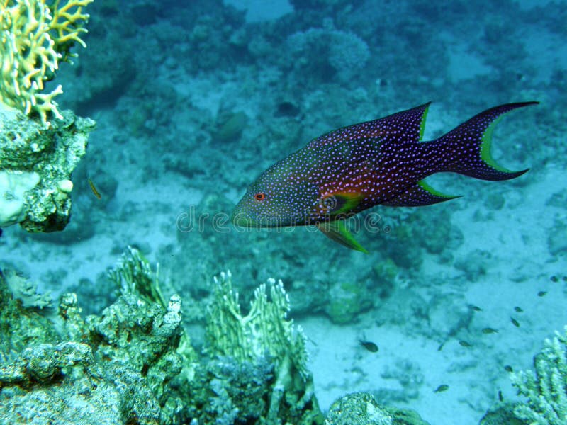 Cane Pastore Turco fotografia stock. Immagine di ritratto - 9101160