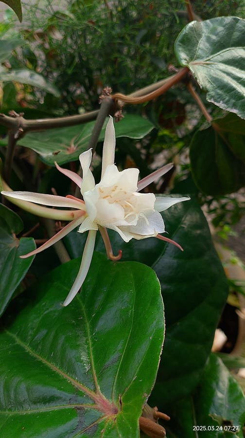 White Epiphyllum Oxypetalum Bloom in Front of the House Stock Image ...