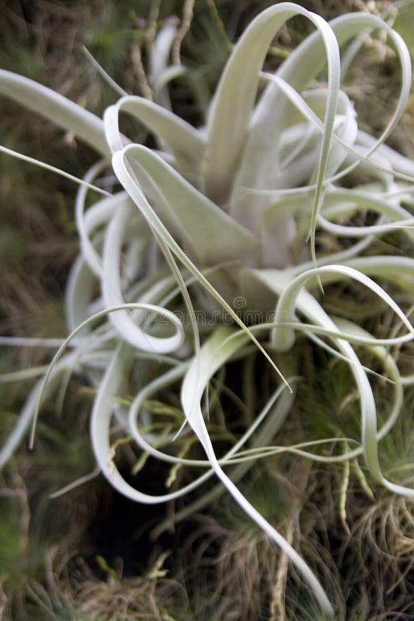 Epiphyte close up stock photo. Image of botany, plant - 150547040