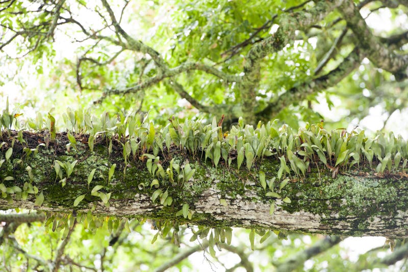 Epiphytes on Branch in Rainforest Stock Photo - Image of foliage ...