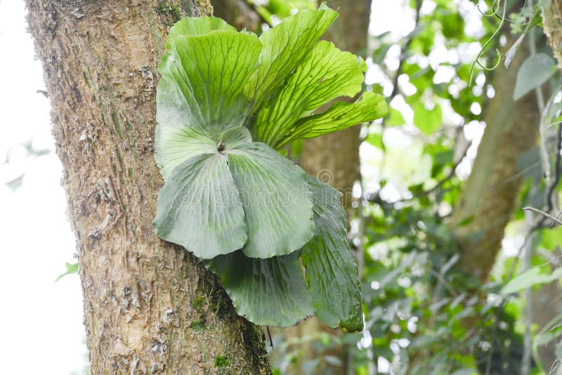 Epiphytes on Branch in Rainforest Stock Photo - Image of foliage ...